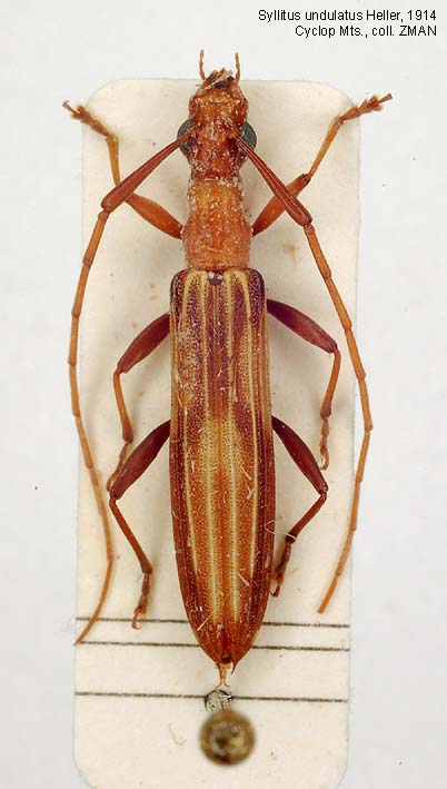 Papua Insects Foundation (Coleoptera/Cerambycidae/Cerambycinae)